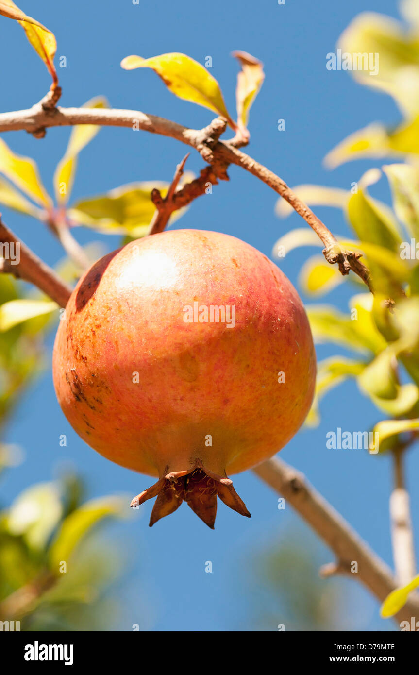 Greece national flower hi-res stock photography and images - Alamy