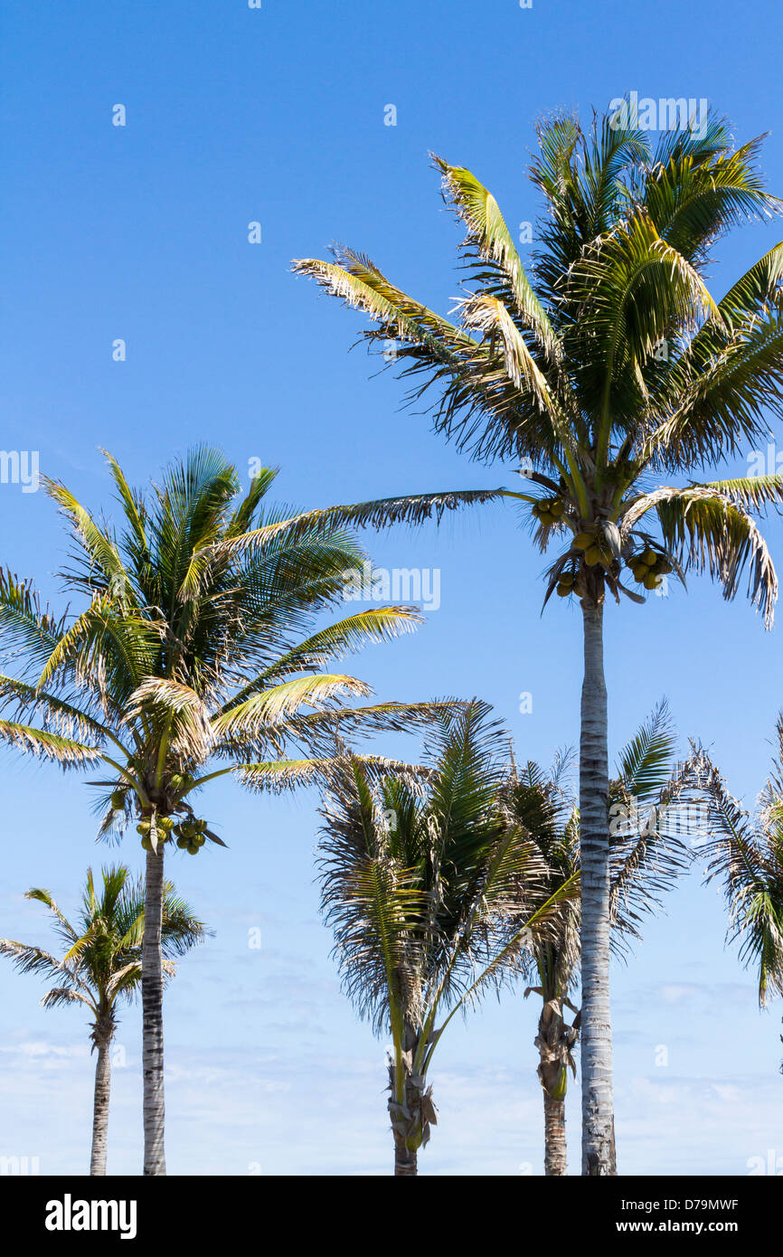 Coconut tree in tropical climate Stock Photo - Alamy