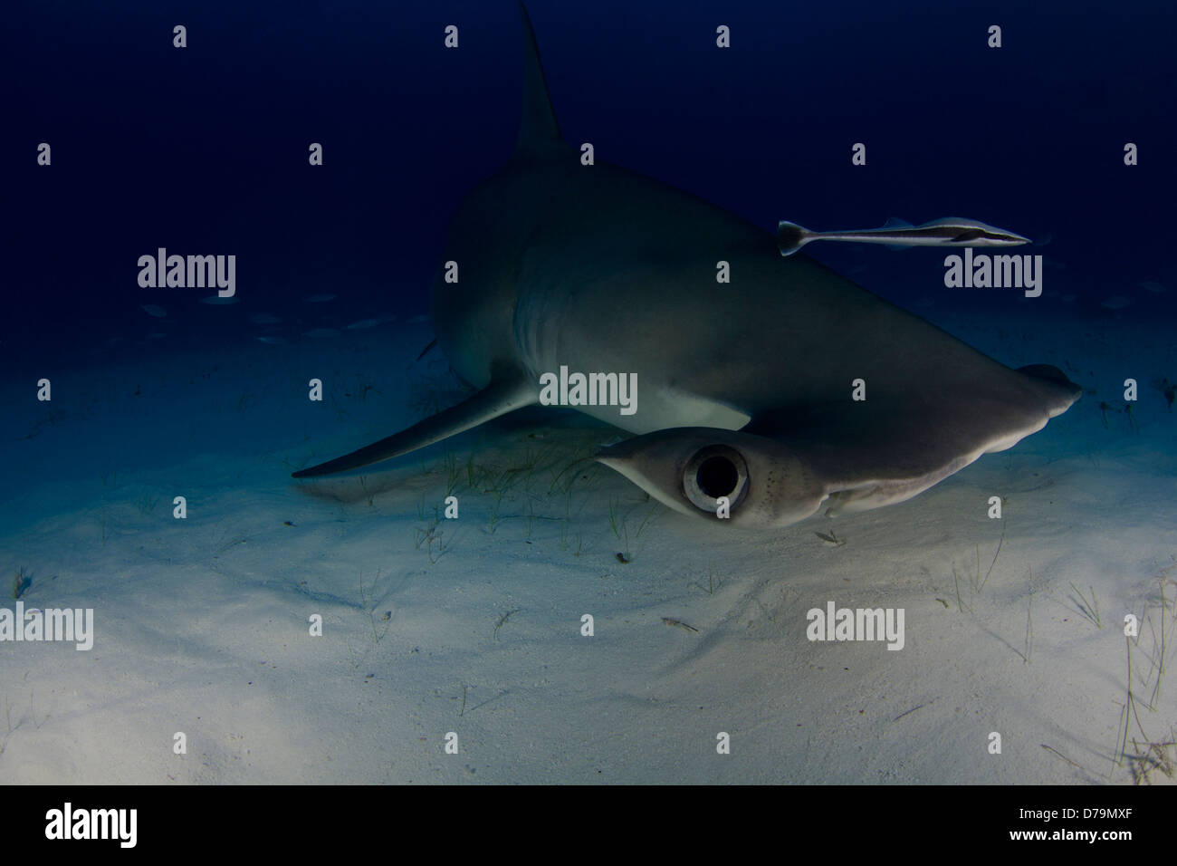 Great Hammerhead Checking Out the Camera Stock Photo - Alamy