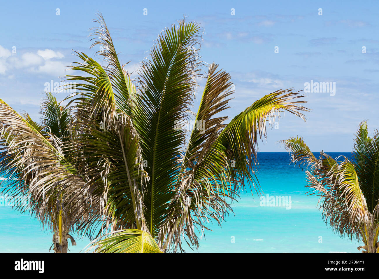 Coconut tree in tropical climate Stock Photo - Alamy