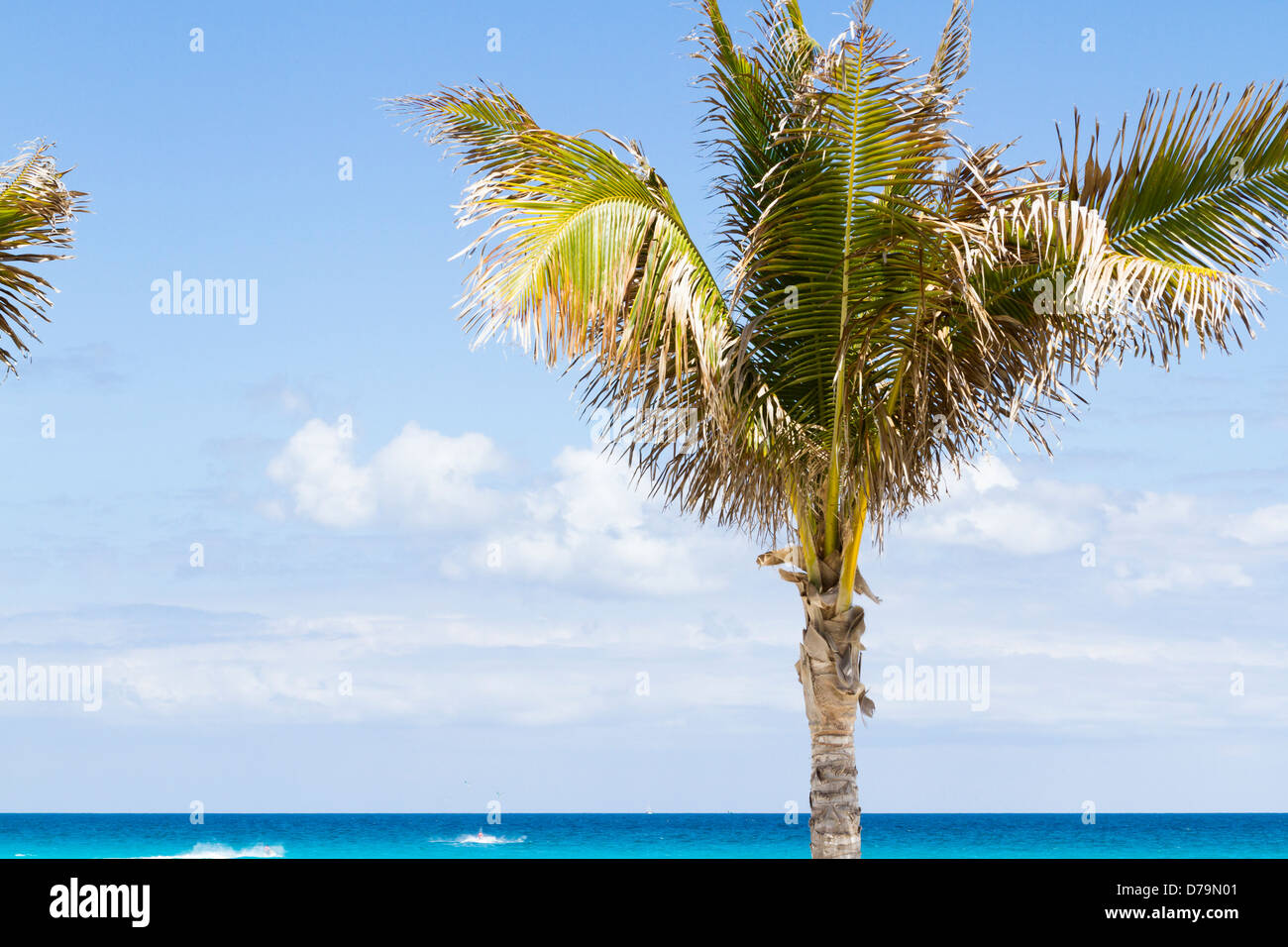 Coconut tree in tropical climate Stock Photo - Alamy
