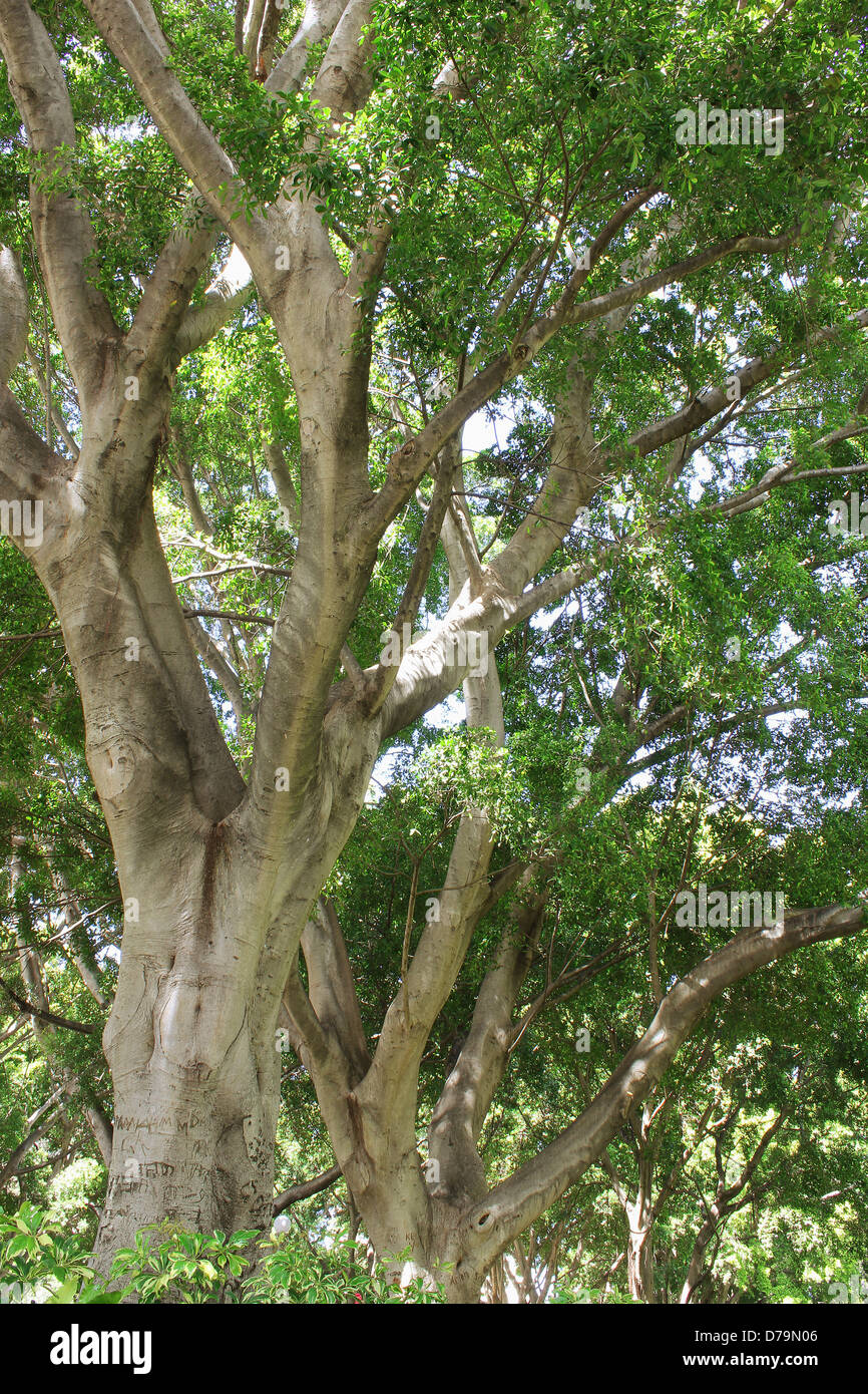 Hills fig trees hi-res stock photography and images - Alamy