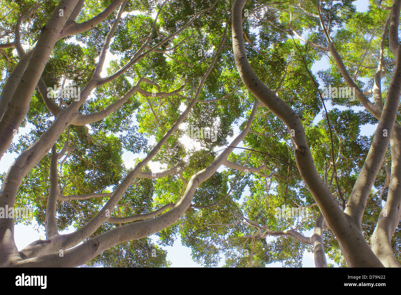 Hill S Fig Trees Stock Photo Alamy