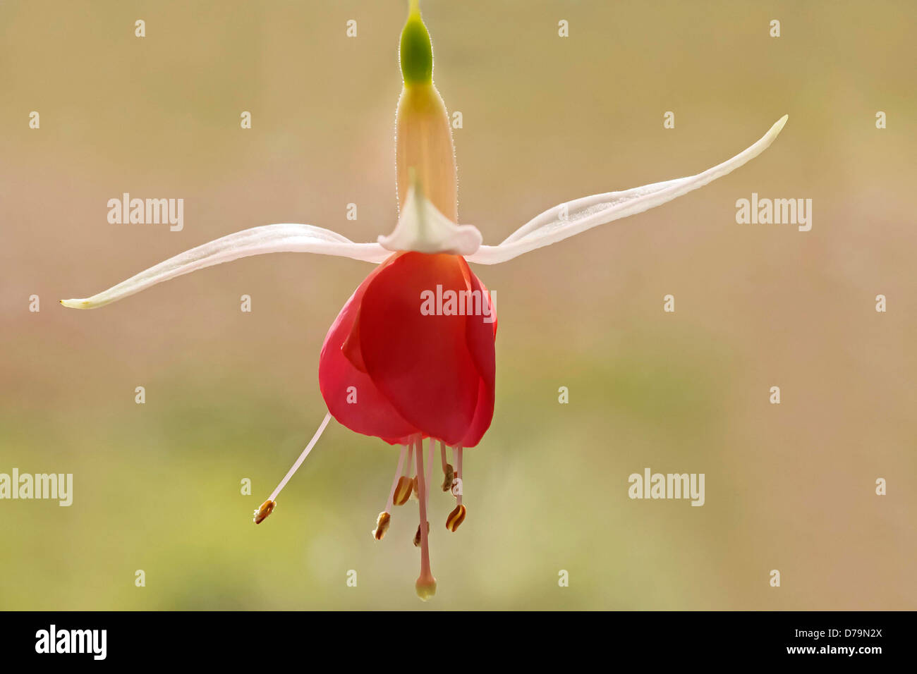 Single pendent flower blossom of Fuchsia cultivar with red petals and ...