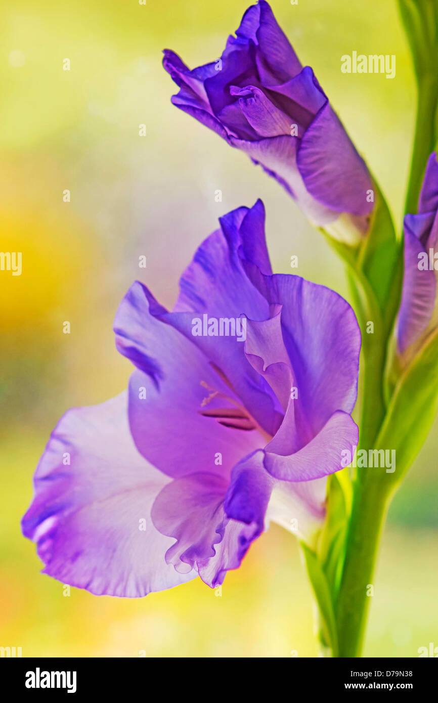 Funnel shaped purple flower of Gladiolus cultivar with others unfurling ...