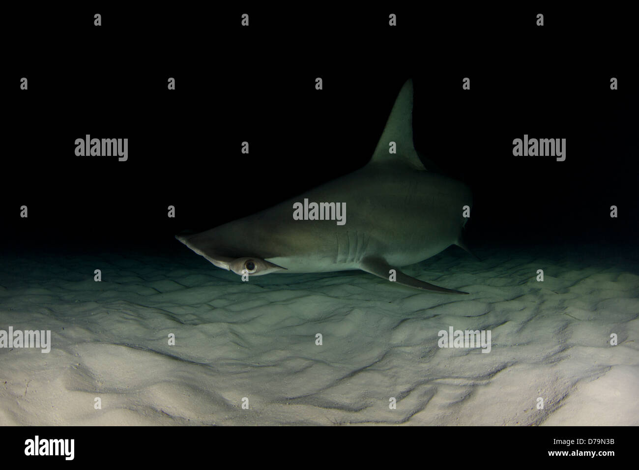 Hammerhead shark teeth hi-res stock photography and images - Alamy