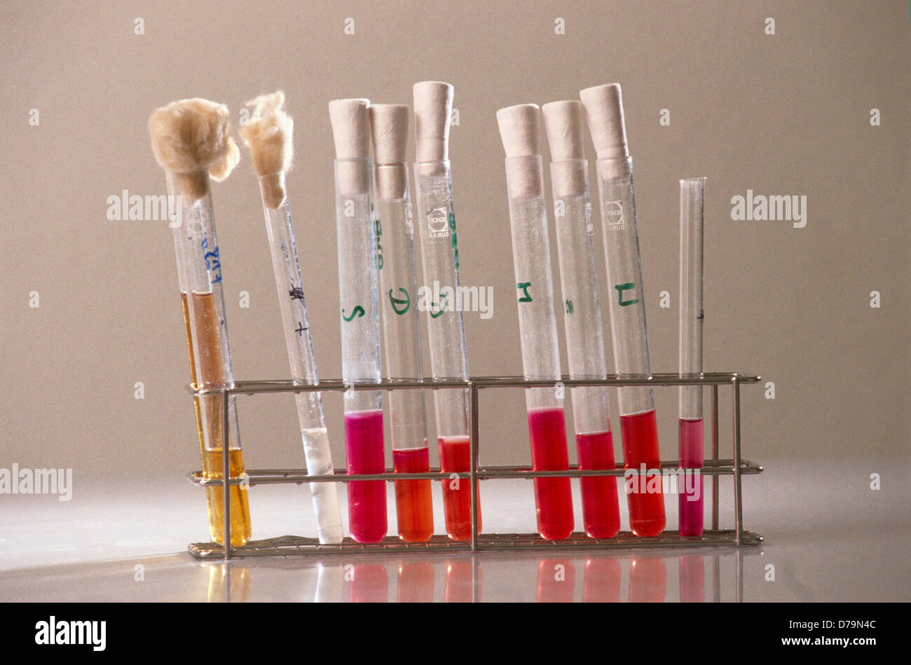 Nutrient agar hi-res stock photography and images - Alamy