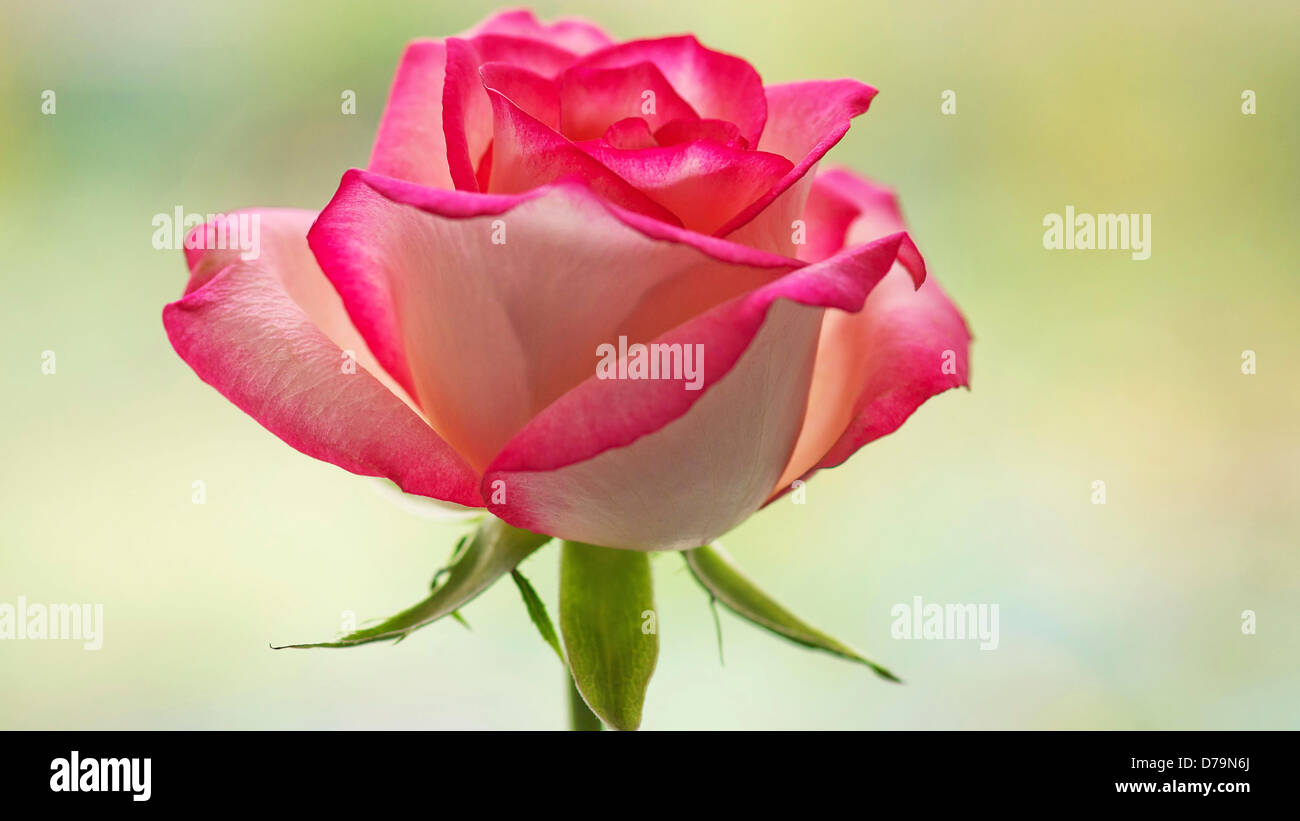 1 single rose High Resolution Stock Photography and Images - Alamy