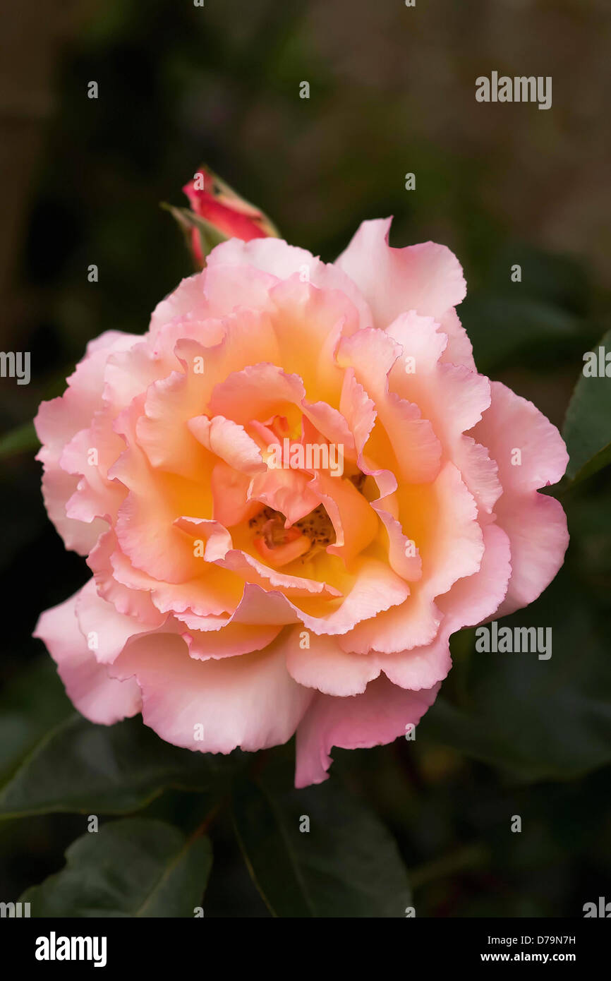 1 single rose High Resolution Stock Photography and Images - Alamy