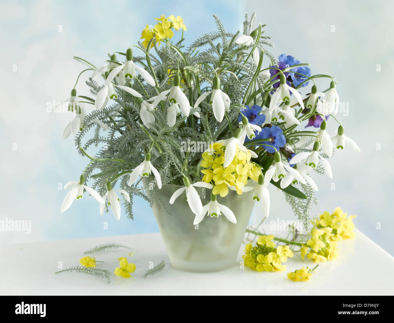 Snowdrop arrangement hi-res stock photography and images - Alamy