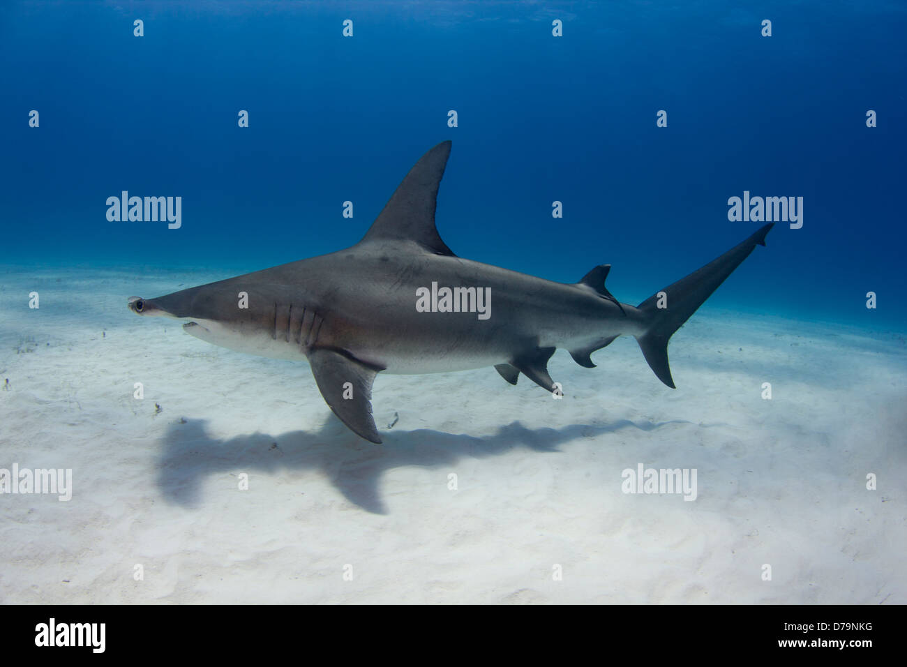Great white shark dorsal fin hi-res stock photography and images - Alamy