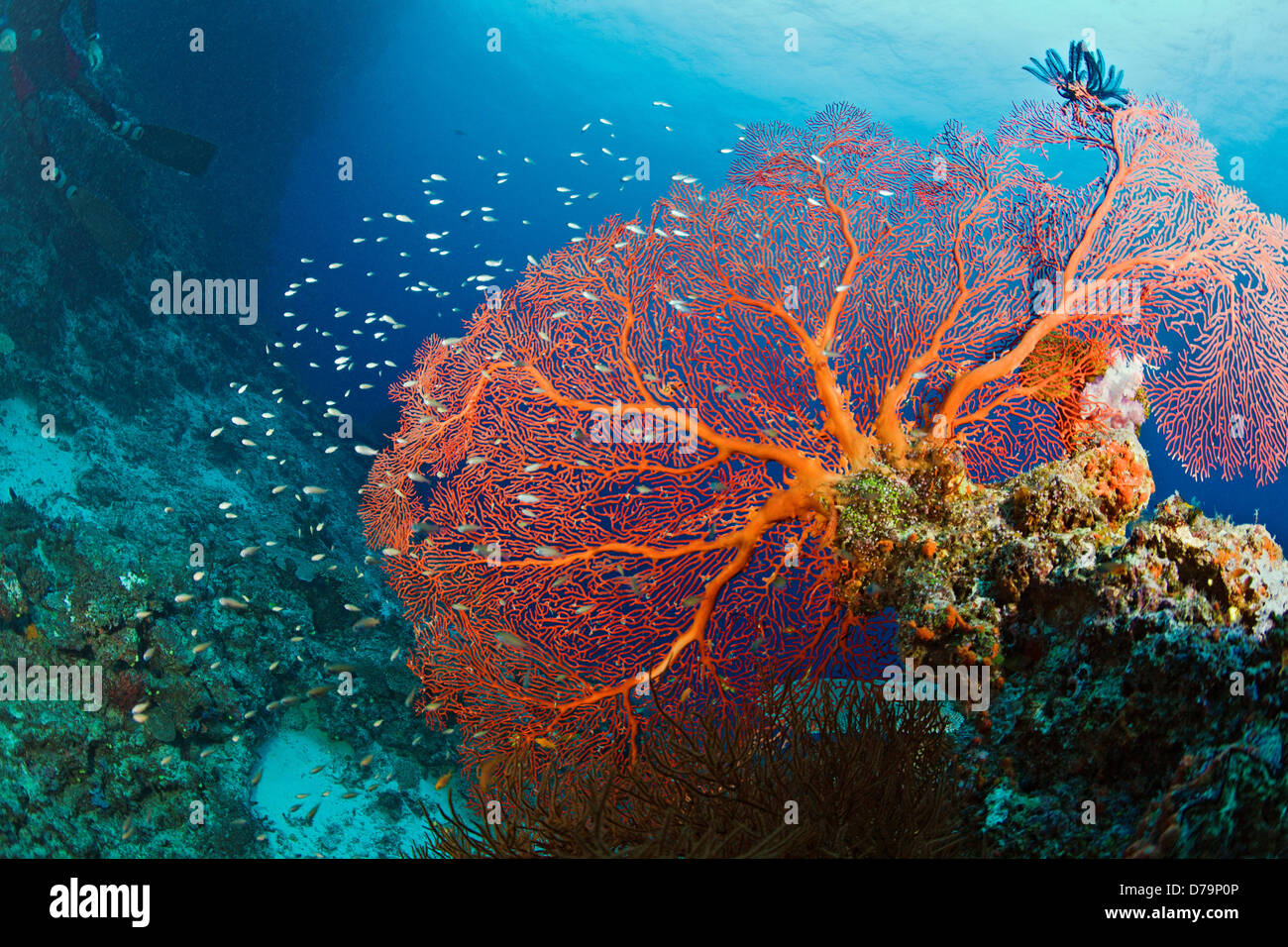 Coral fan hi-res stock photography and images - Alamy