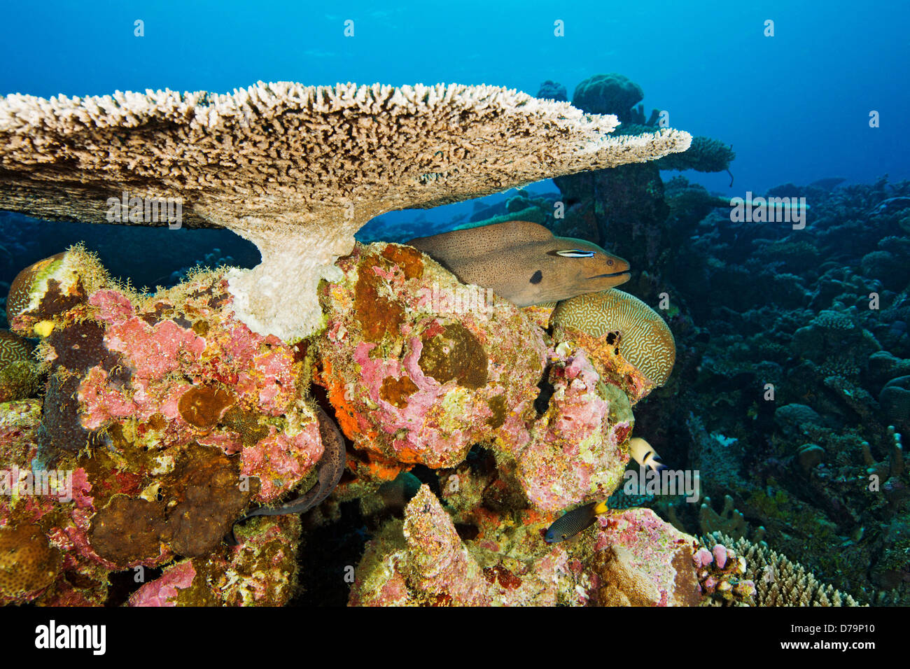 Giant Moray Eel Hides in Reef Stock Photo - Alamy
