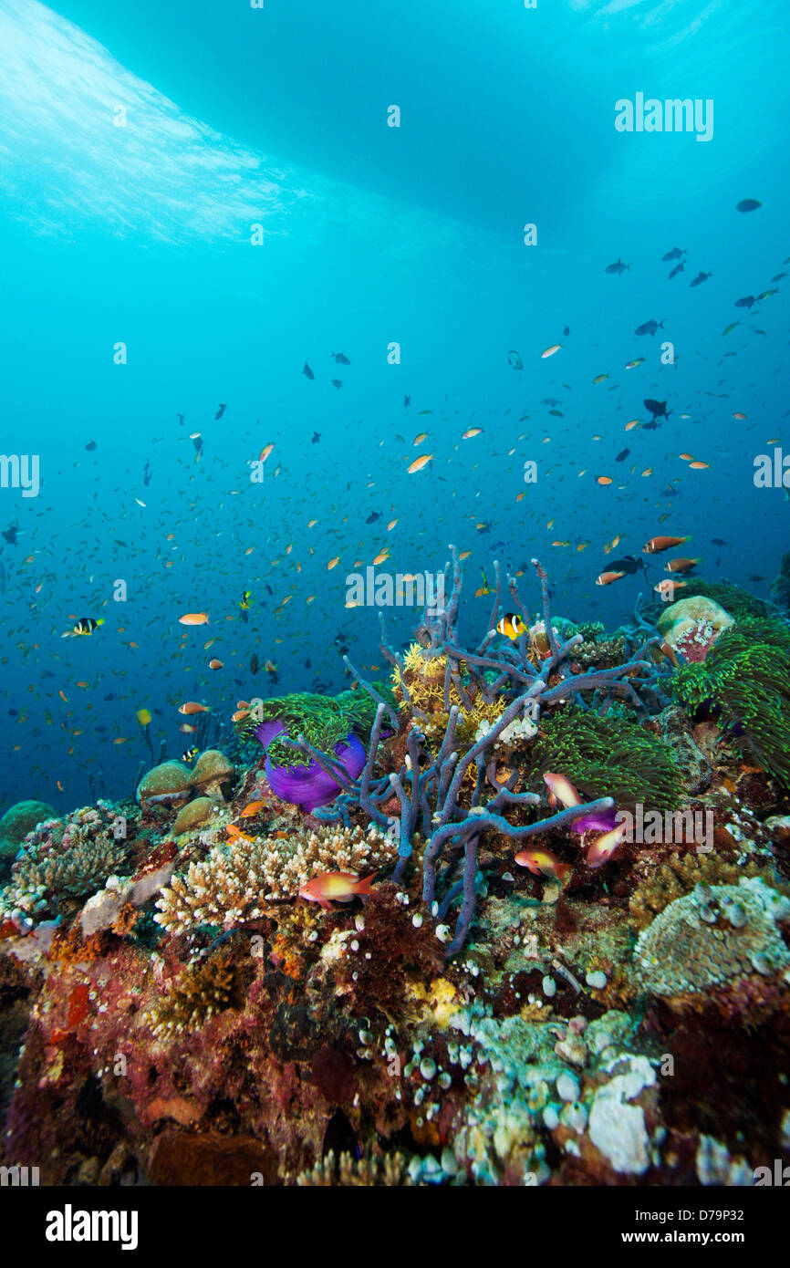 Other sea creatures hi-res stock photography and images - Alamy