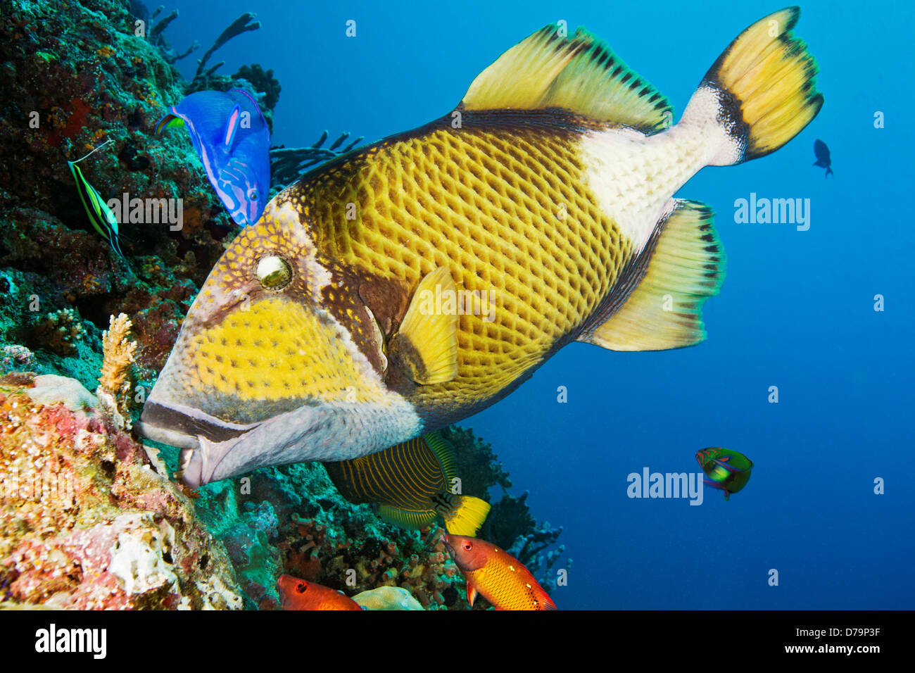 Tital Triggerfish Eating Coral Stock Photo - Alamy