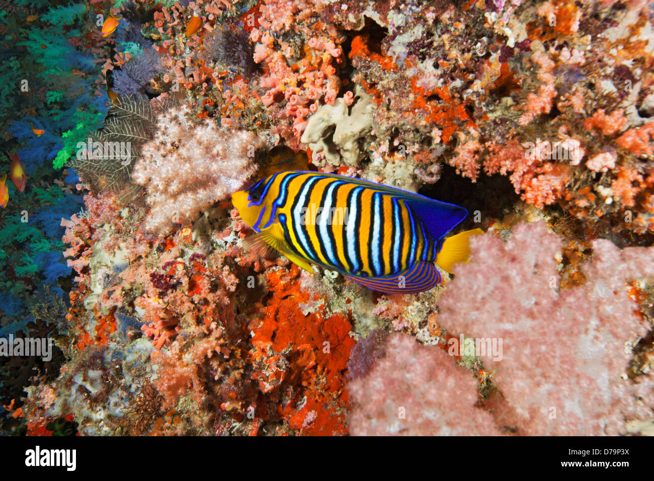 Regal Angelfish Swims Next to Colorful Coral Stock Photo - Alamy