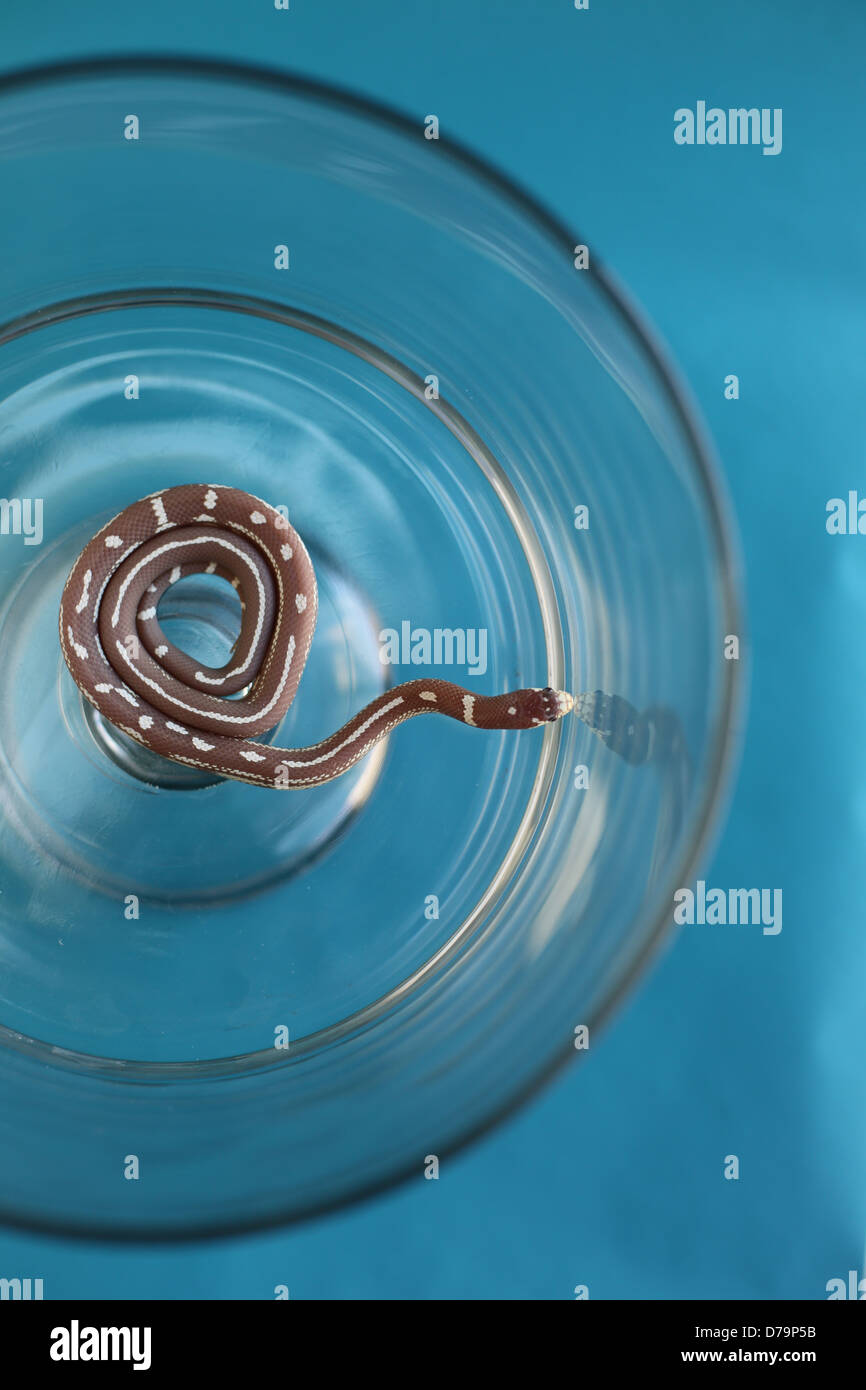 A young snake in a glass bowl Stock Photo - Alamy
