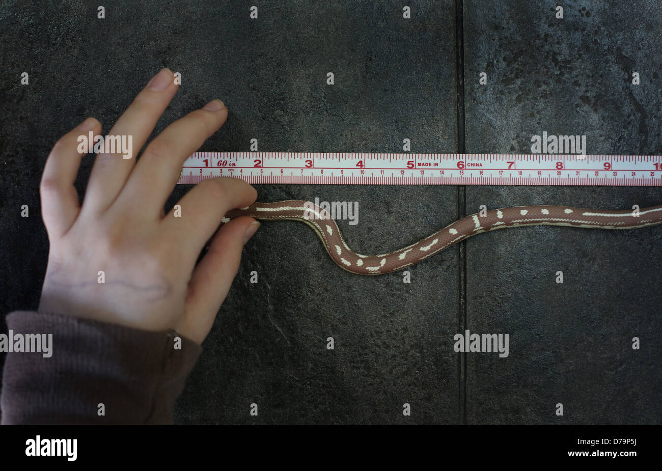 A snake being measured Stock Photo - Alamy