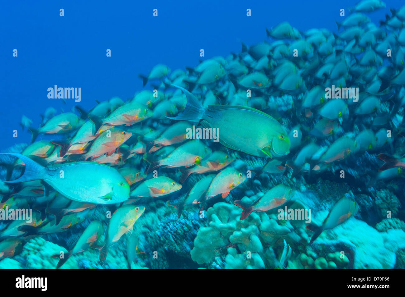 Red Snapper Myripristis amaena & Yellowfin Surgeonfish Acanthurus ...
