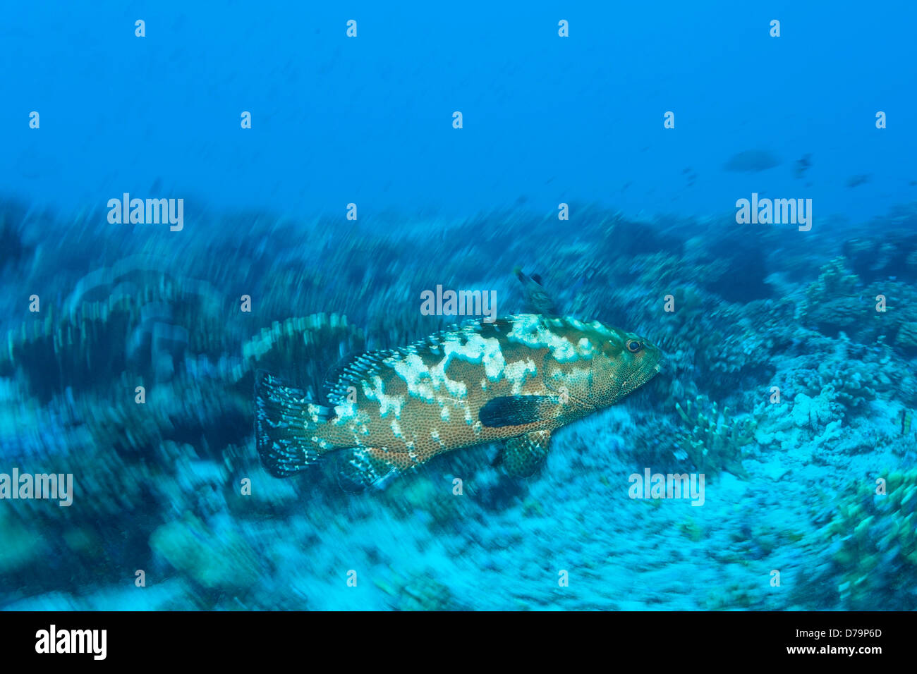 Tomato Grouper Cephalopholis sonnerati Fakarava Island Tuamotus Group ...