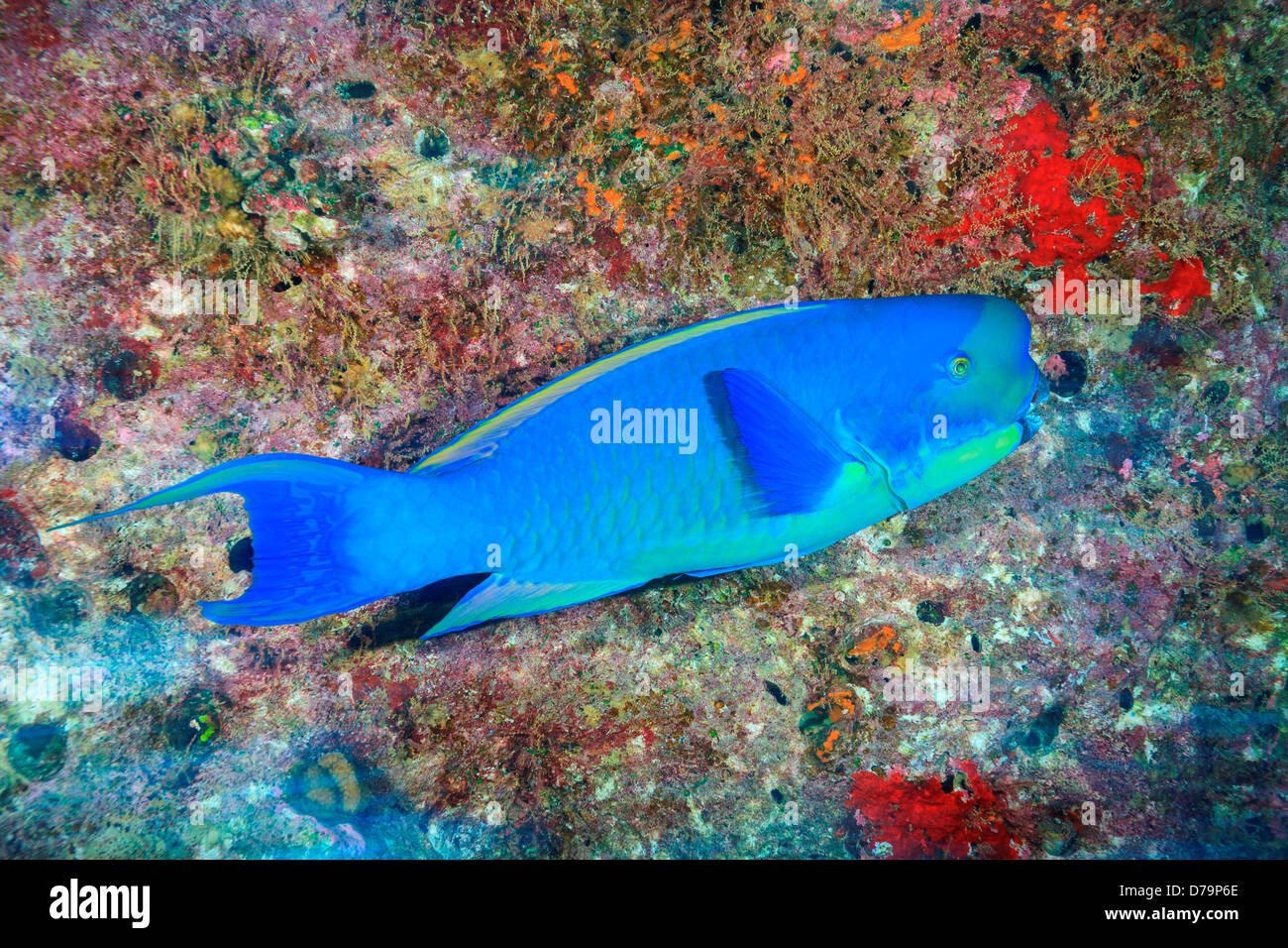 Steephead Parrotfish Scaarus sp. Fakarava Island Tuamotus Group French ...