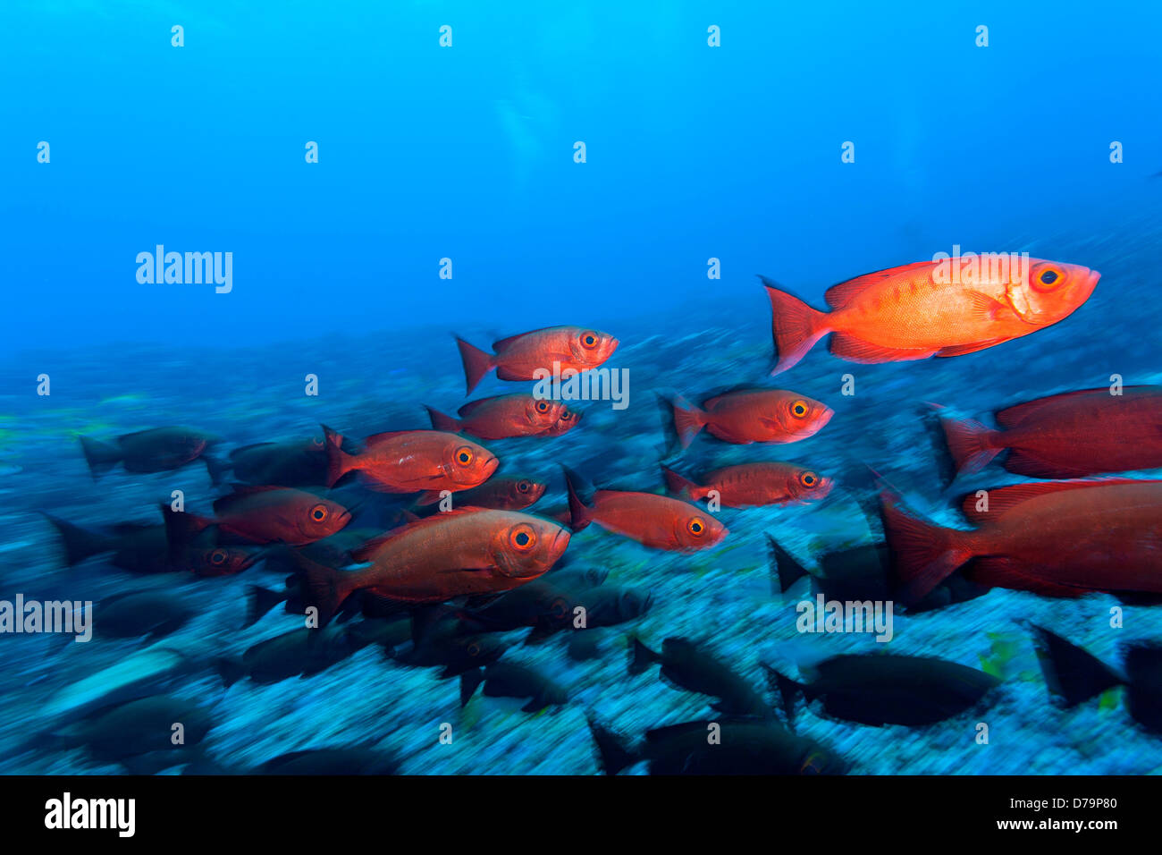 Crimson Bigeyes Priacanthus hamrur Fakarava Island Tuamotus Group ...