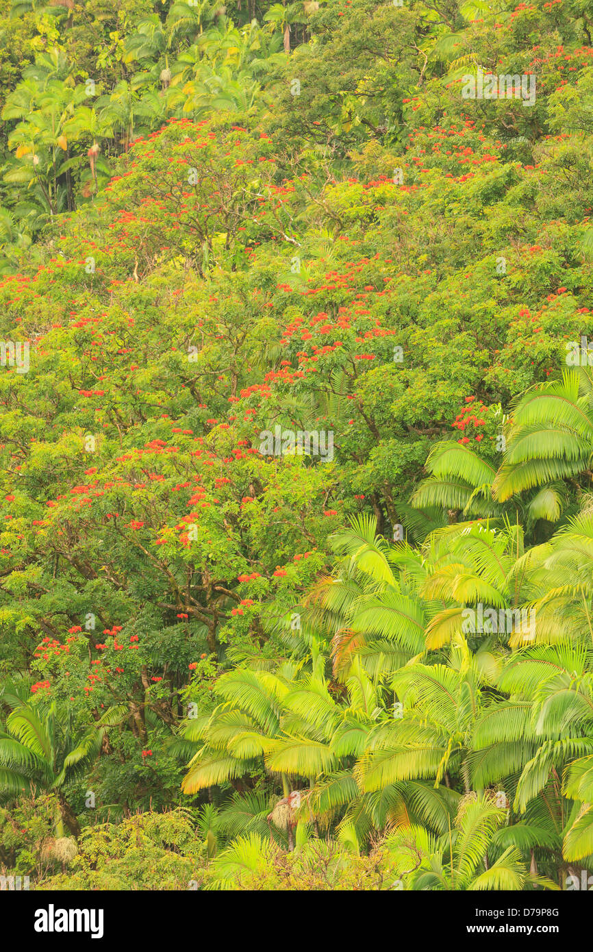 Hakalau hi-res stock photography and images - Alamy