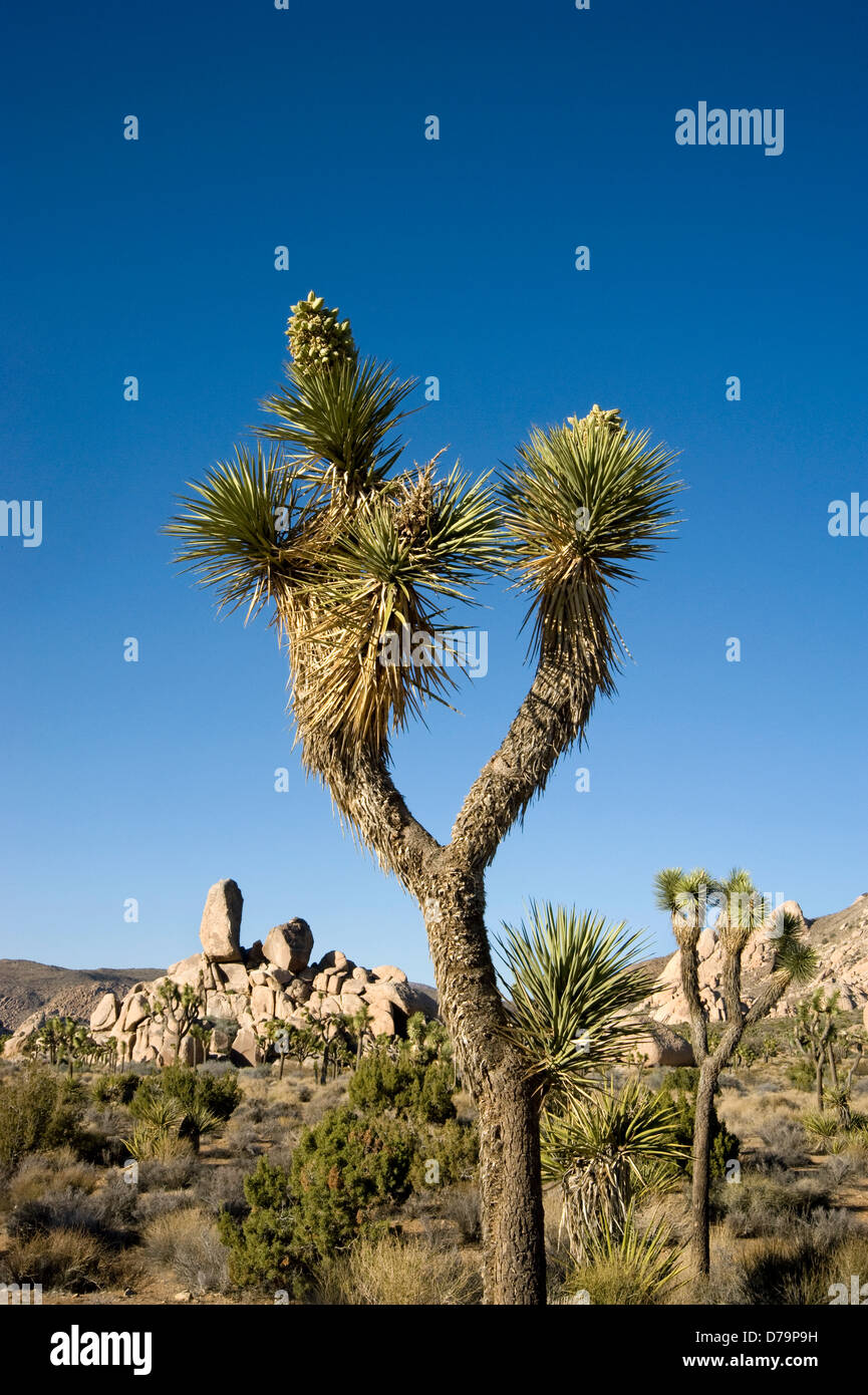 Desert landscape at Joshua Tree National Monument in California Stock ...