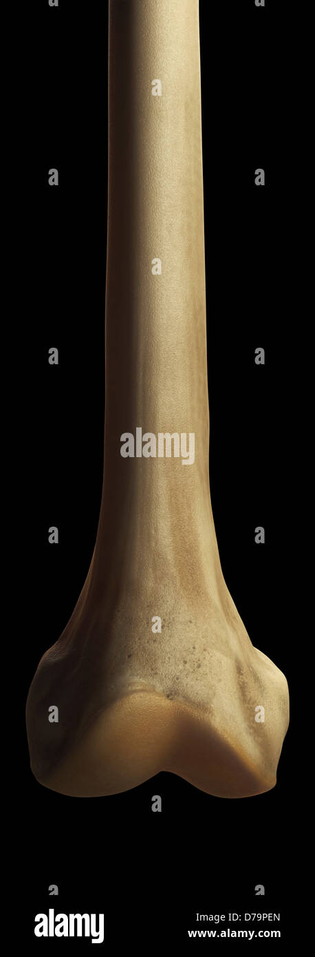 Adductor Tubercle X Ray