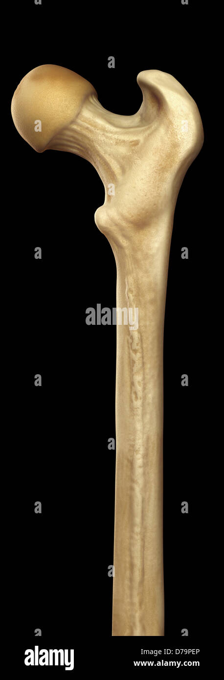 Bone Structure Of The Upper Body High Resolution Stock Photography and ...