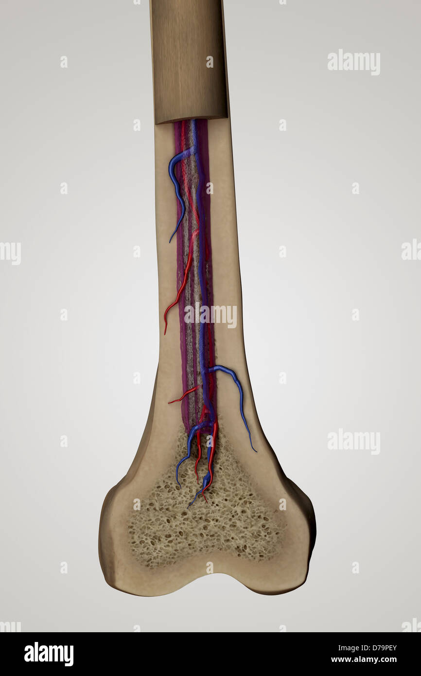 Internal Anatomy Bone Femur Stock Photo - Alamy