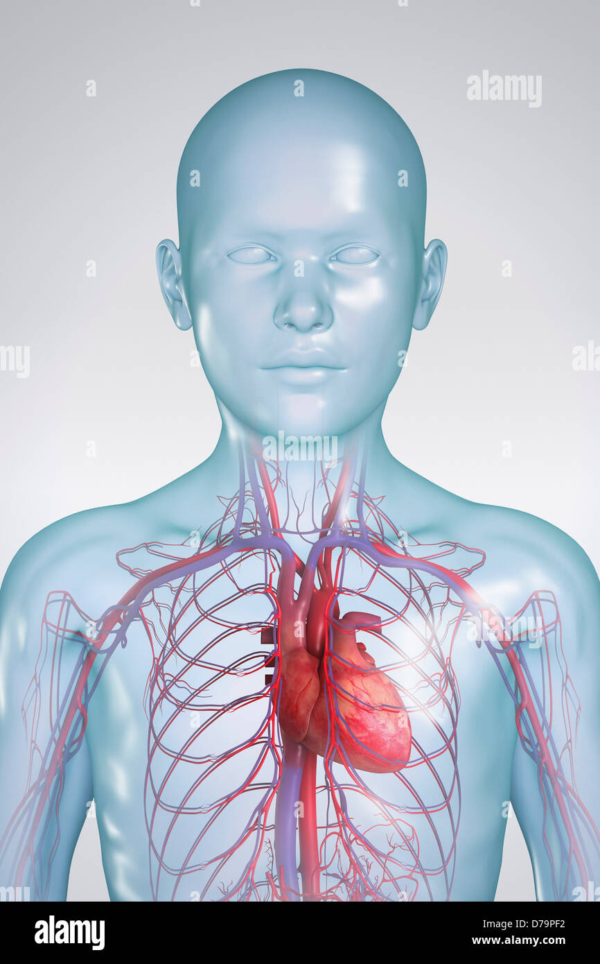 The Cardiovascular System Child Stock Photo - Alamy