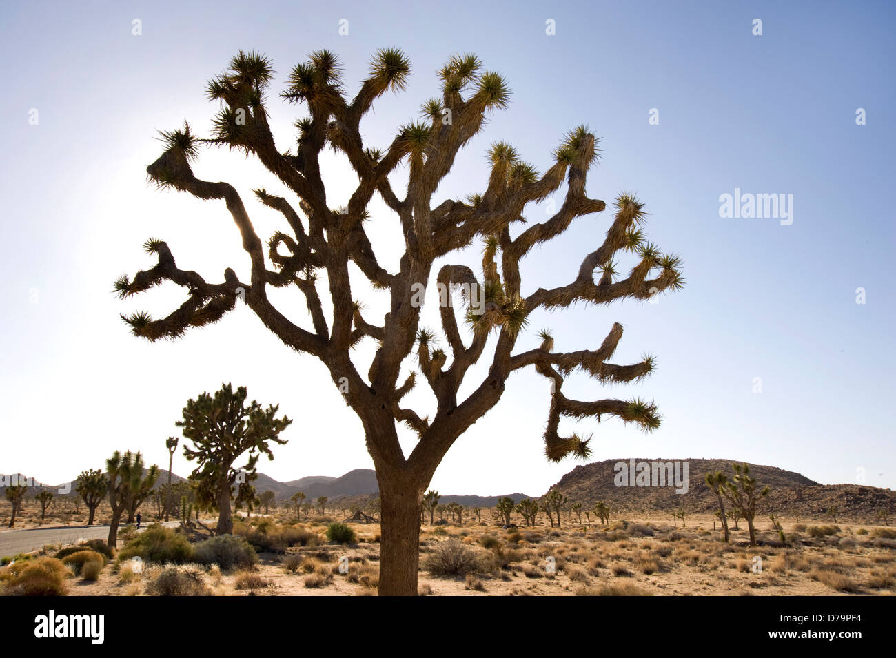 Desert landscape at Joshua Tree National Monument in California Stock ...