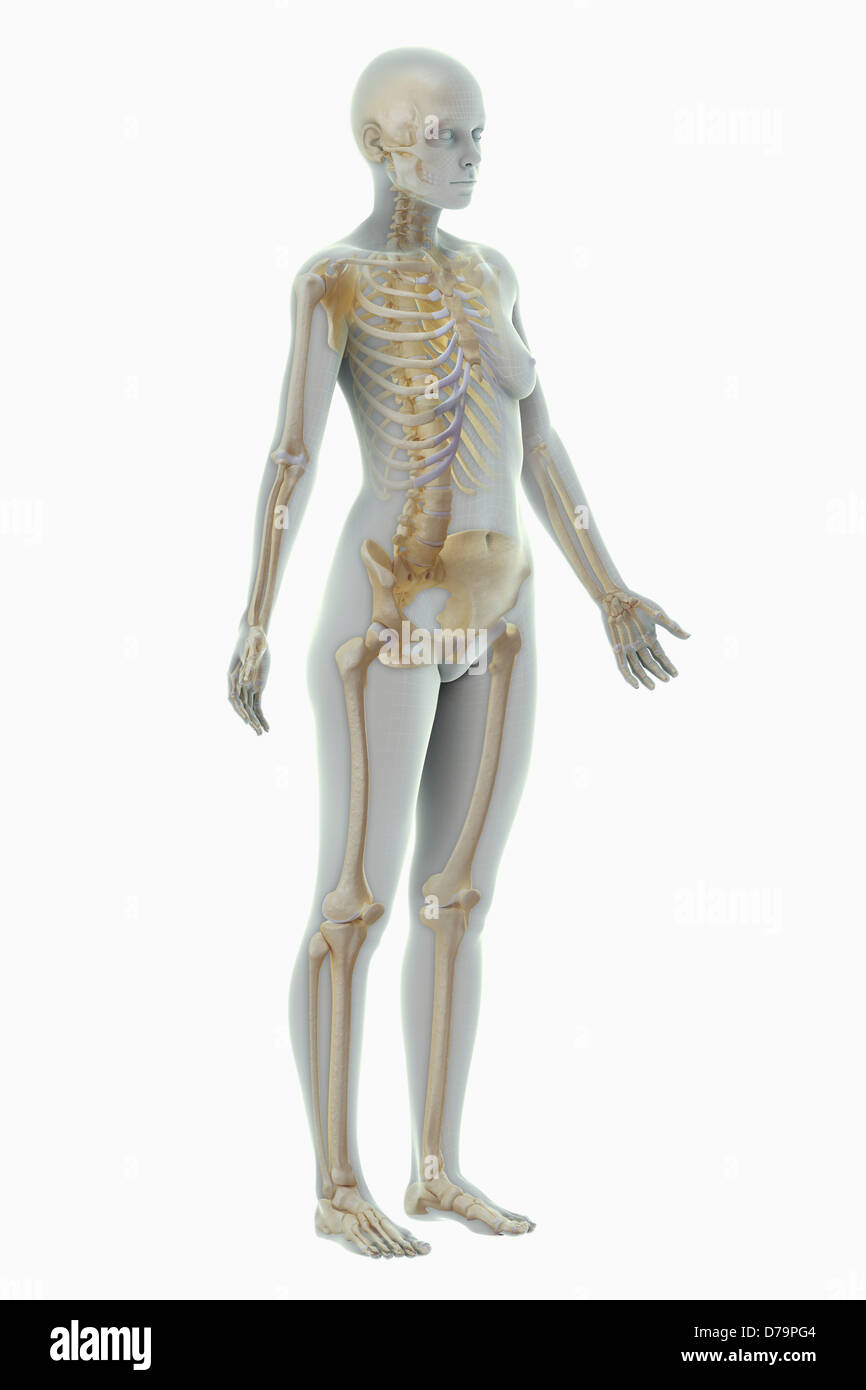 The Skeleton Female Stock Photo - Alamy