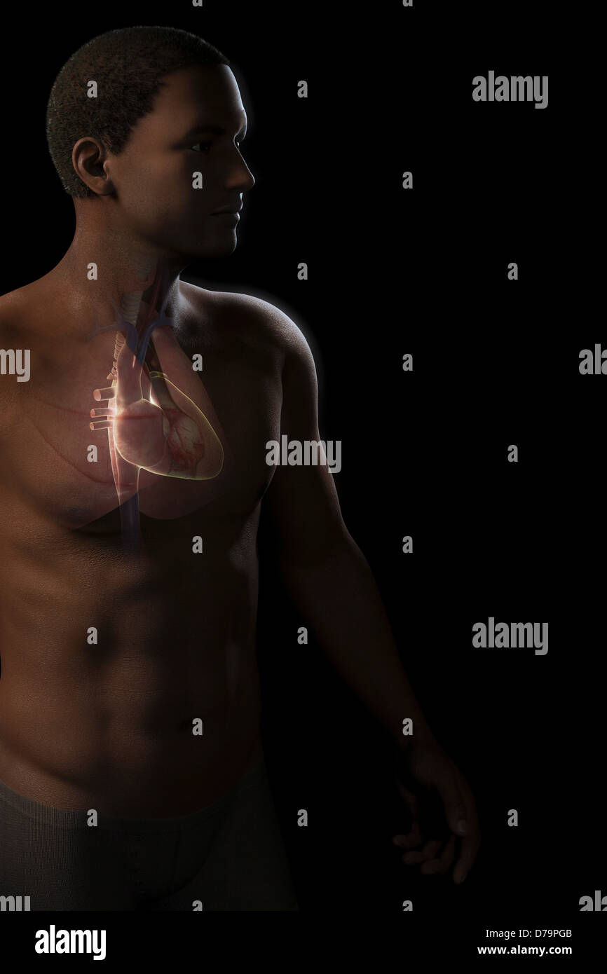 Heart within Chest Stock Photo - Alamy