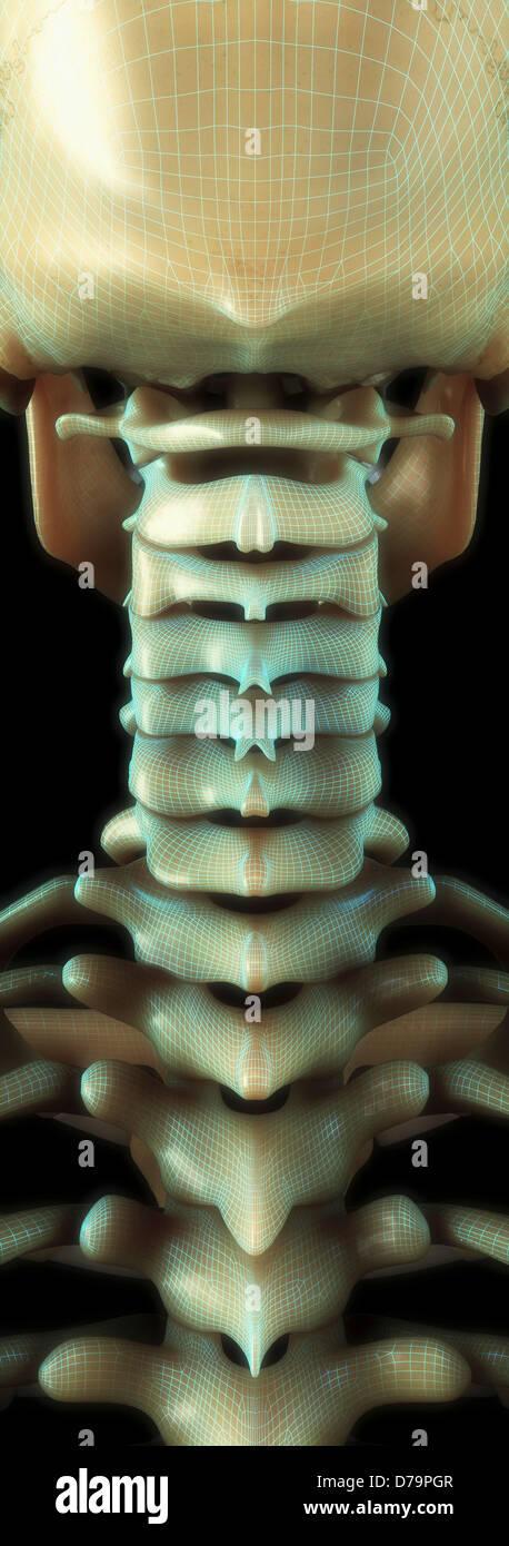 Cervical vertebral alignment hi-res stock photography and images - Alamy