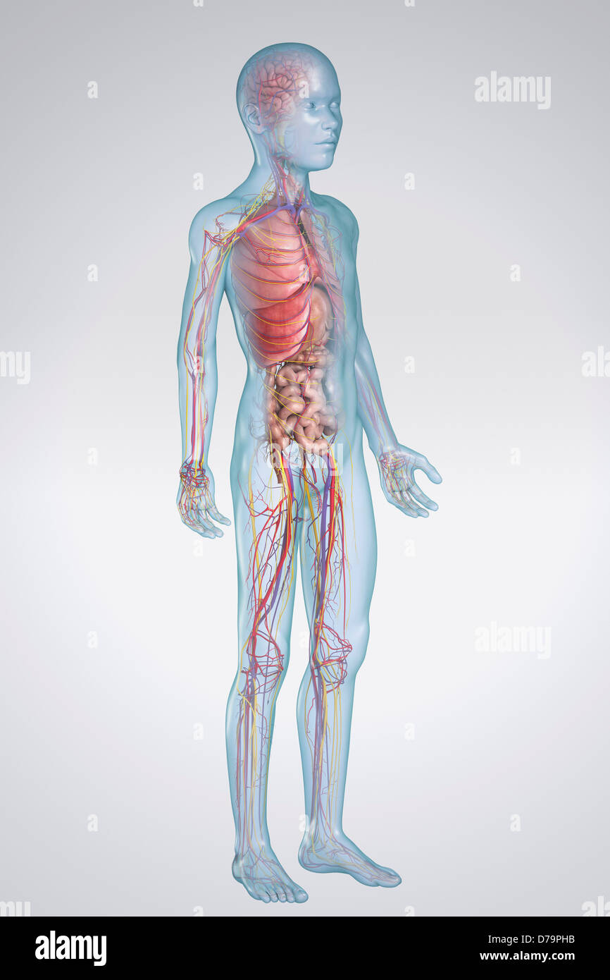 Internal Anatomy Pre-Adolescent Stock Photo - Alamy