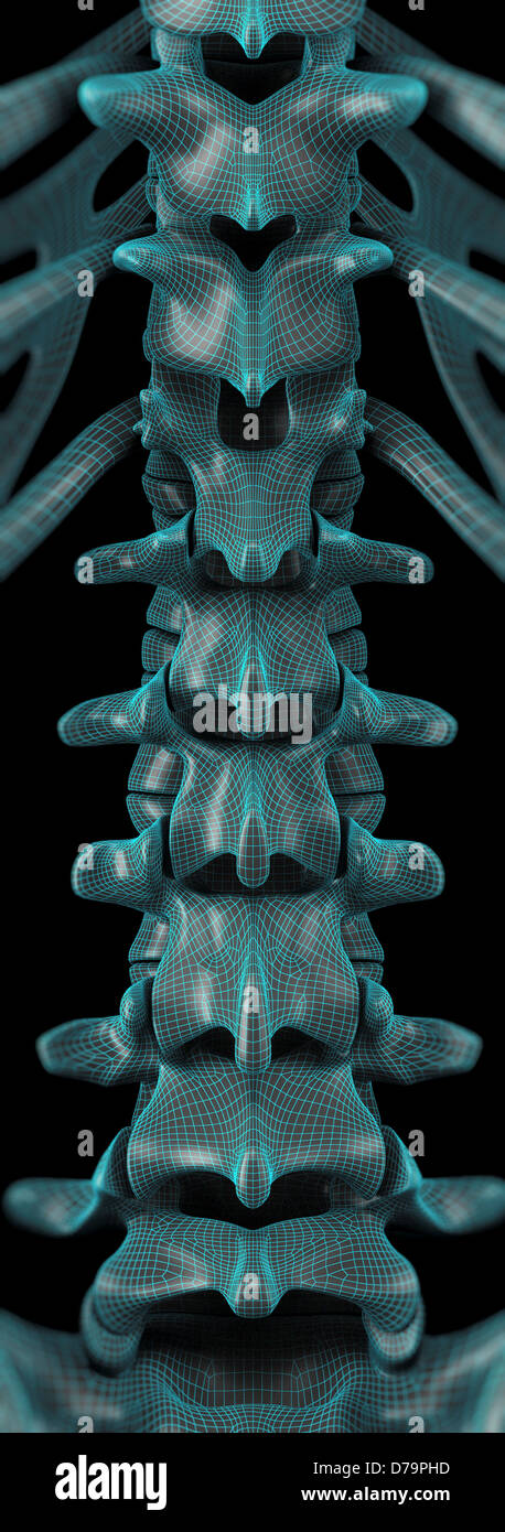 Lumbar Vertebrae Stock Photos & Lumbar Vertebrae Stock Images - Alamy