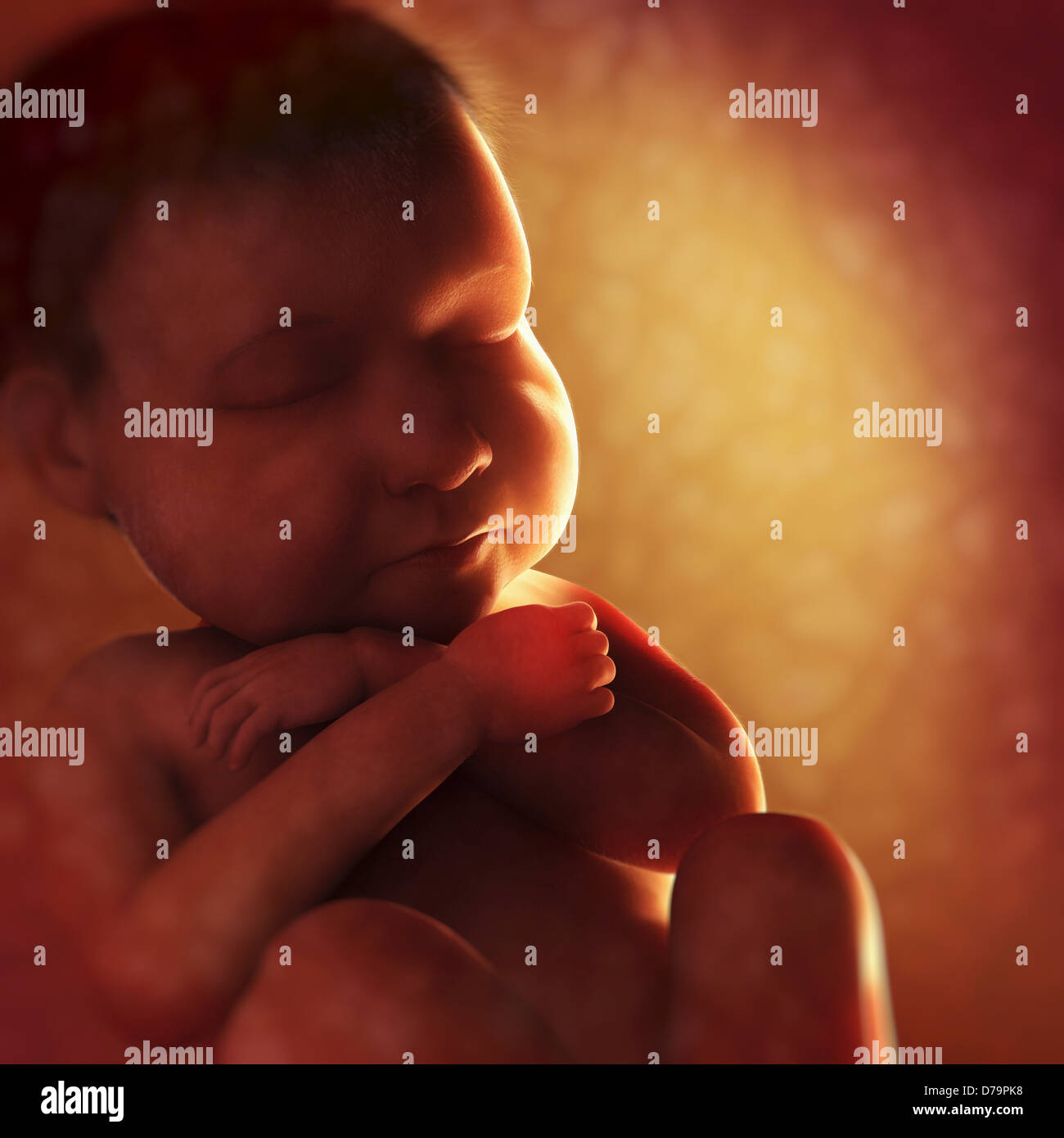 Baby in utero hi-res stock photography and images - Alamy