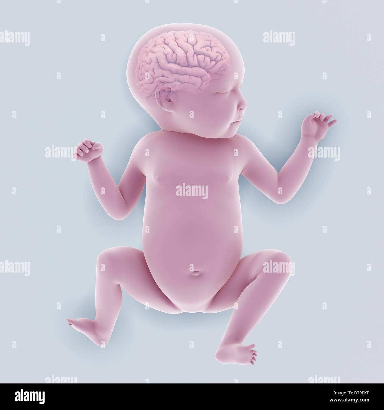 Brain anatomy infant hi-res stock photography and images - Alamy