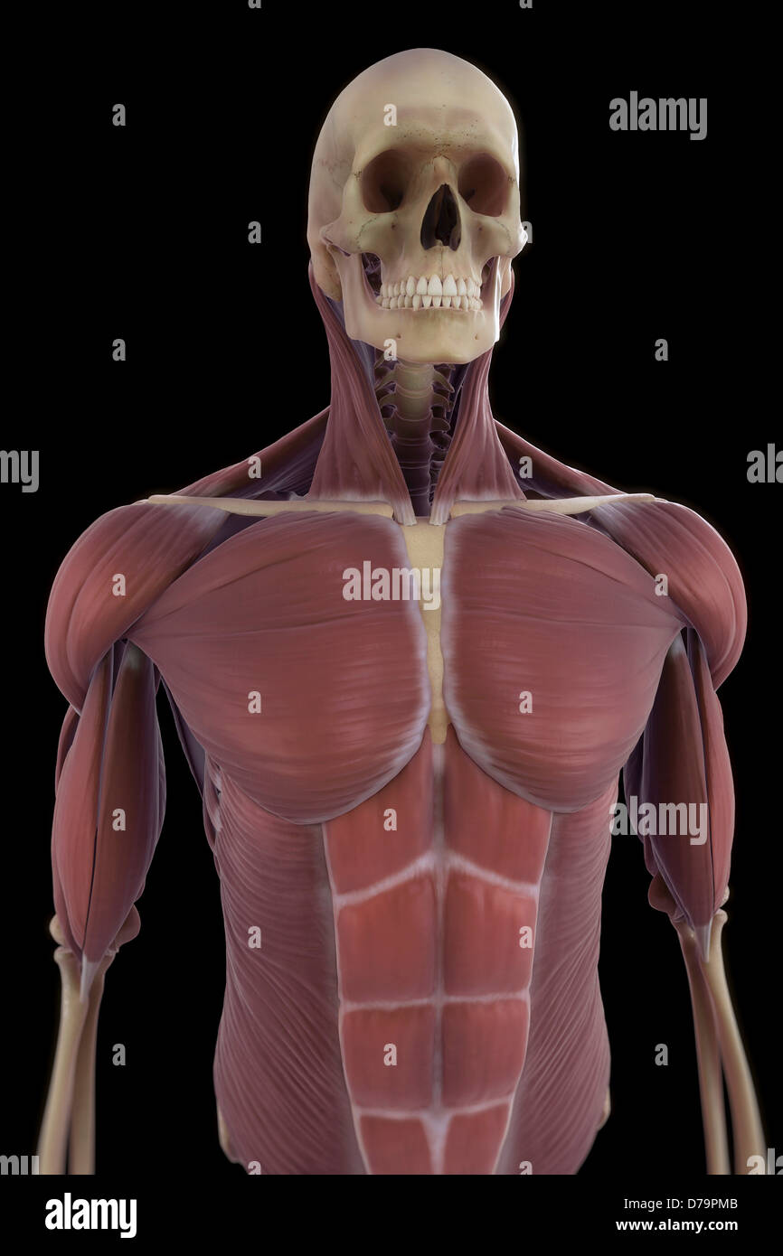 Muscles Upper Body Stock Photo - Alamy