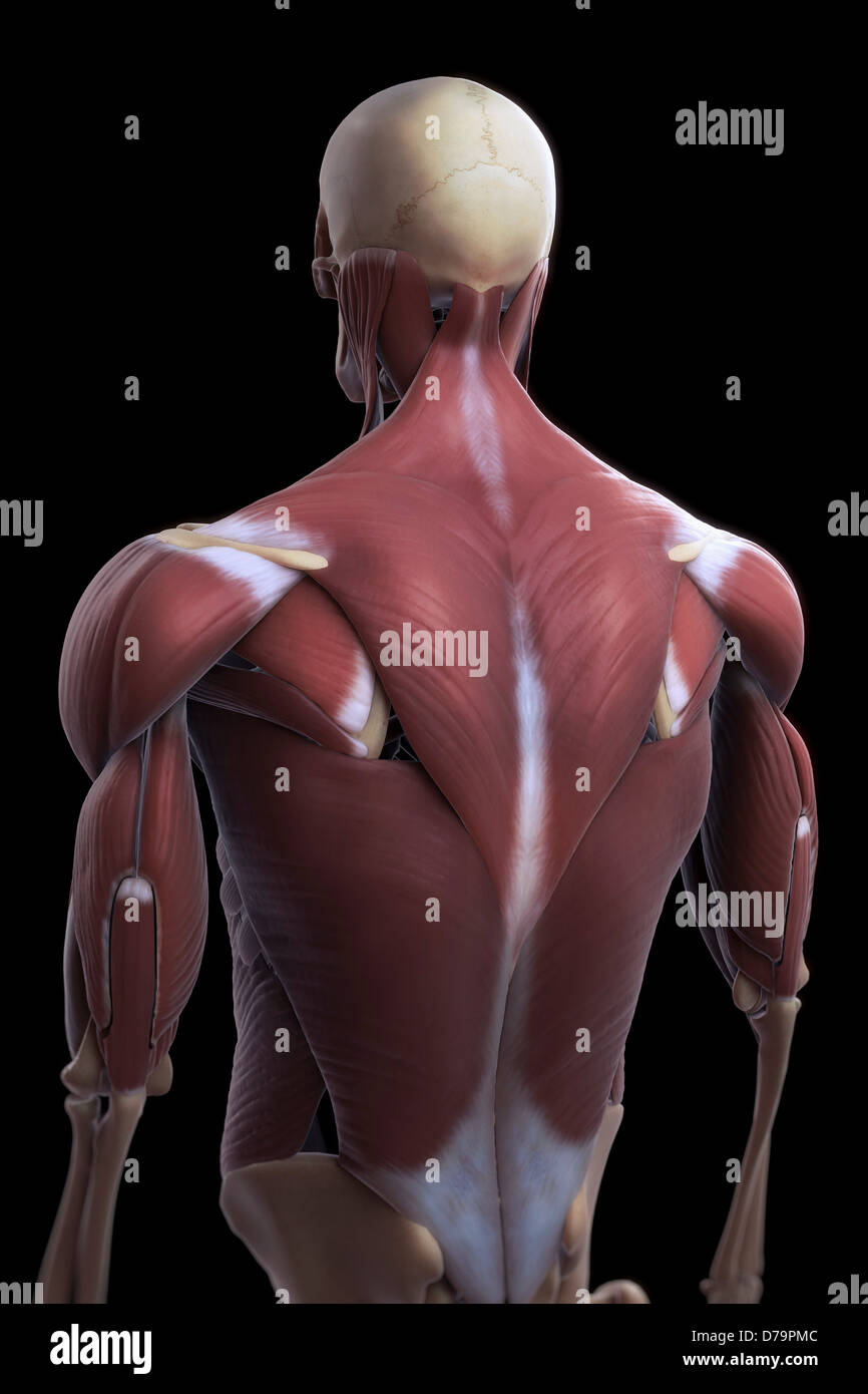 Muscles Upper Body Stock Photo - Alamy