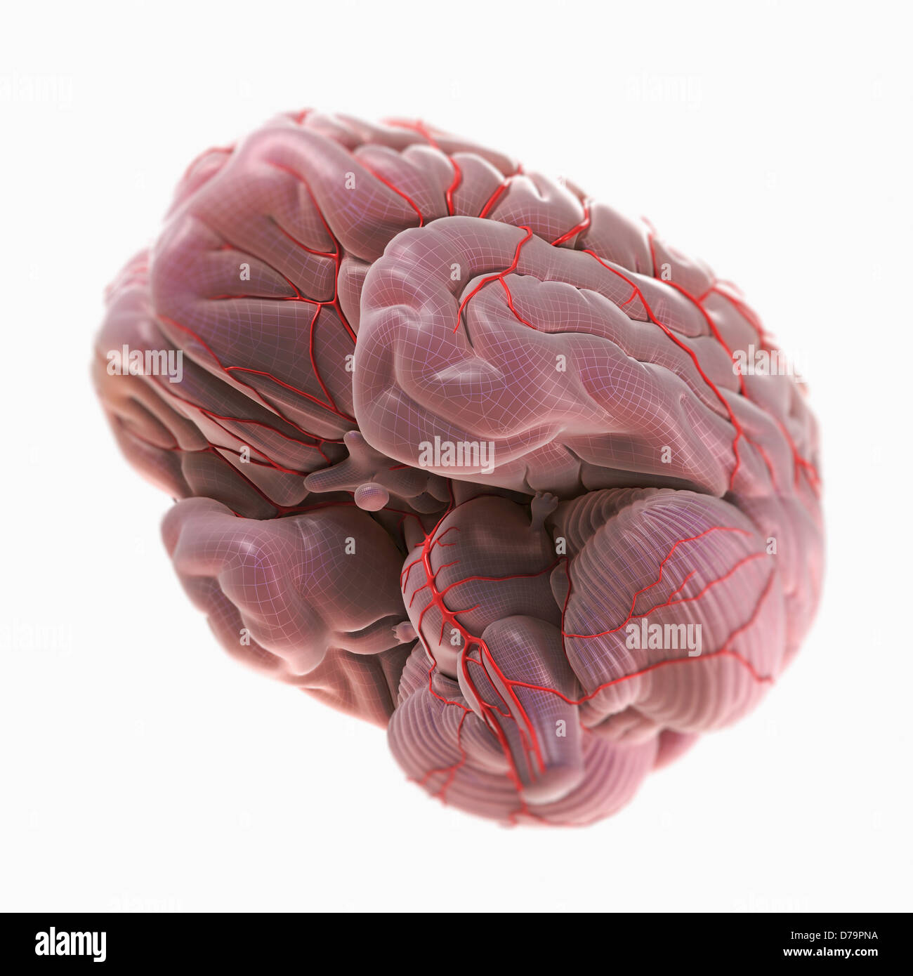 Wire frame human brain Cut Out Stock Images & Pictures - Alamy