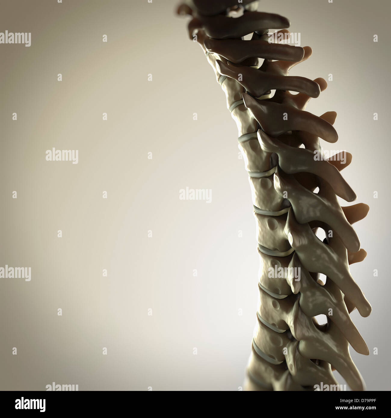 Human Spinal Bones Stock Photo - Alamy