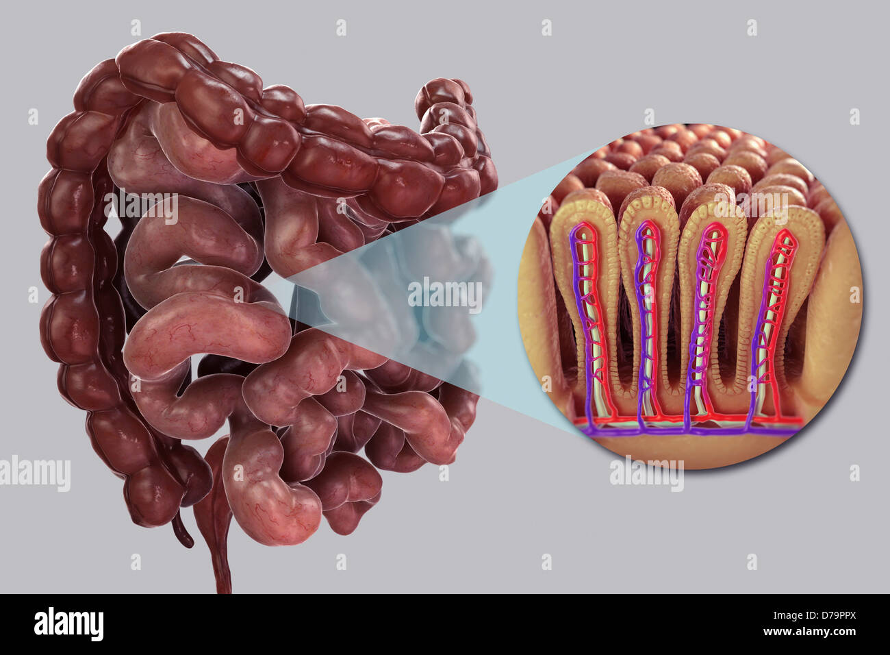 Human villi hi-res stock photography and images - Alamy