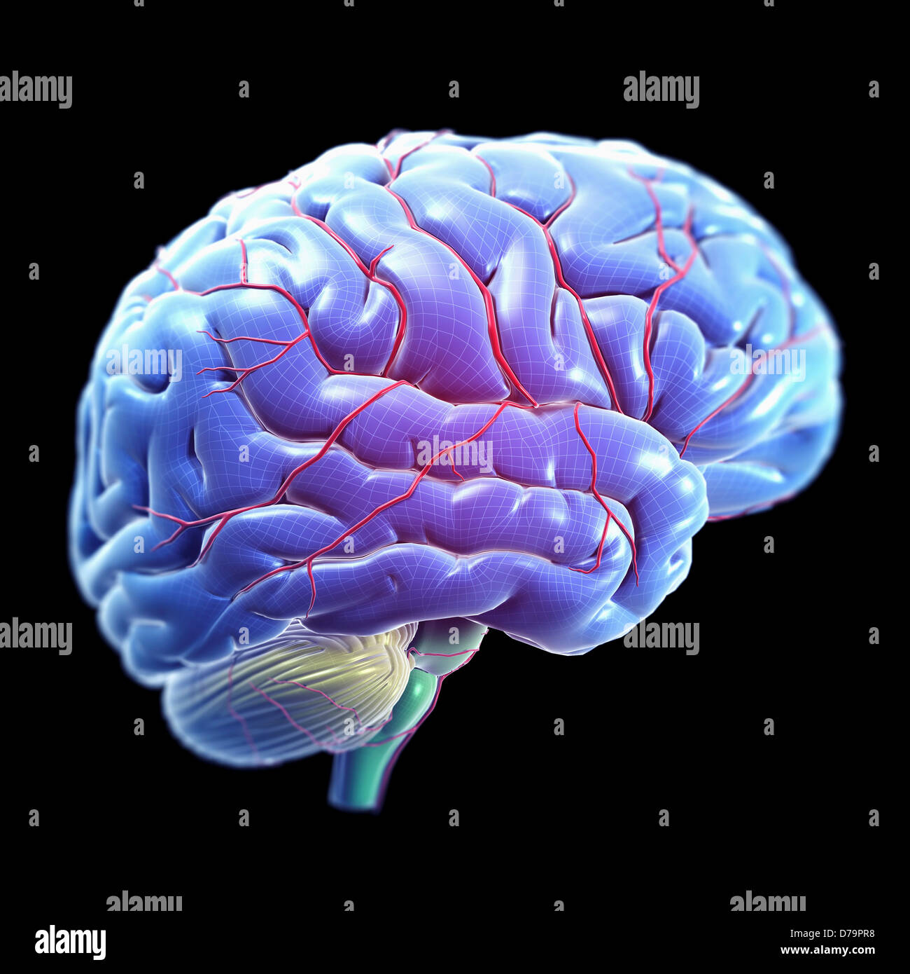 Colorful brain hi-res stock photography and images - Alamy