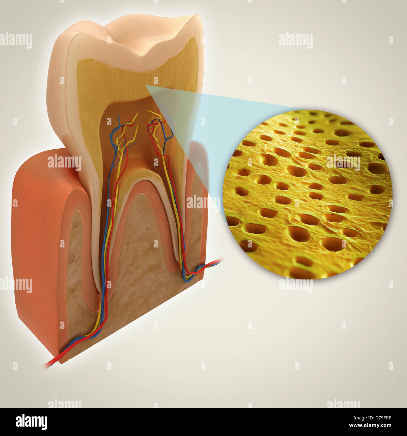 Dentinal hi-res stock photography and images - Alamy