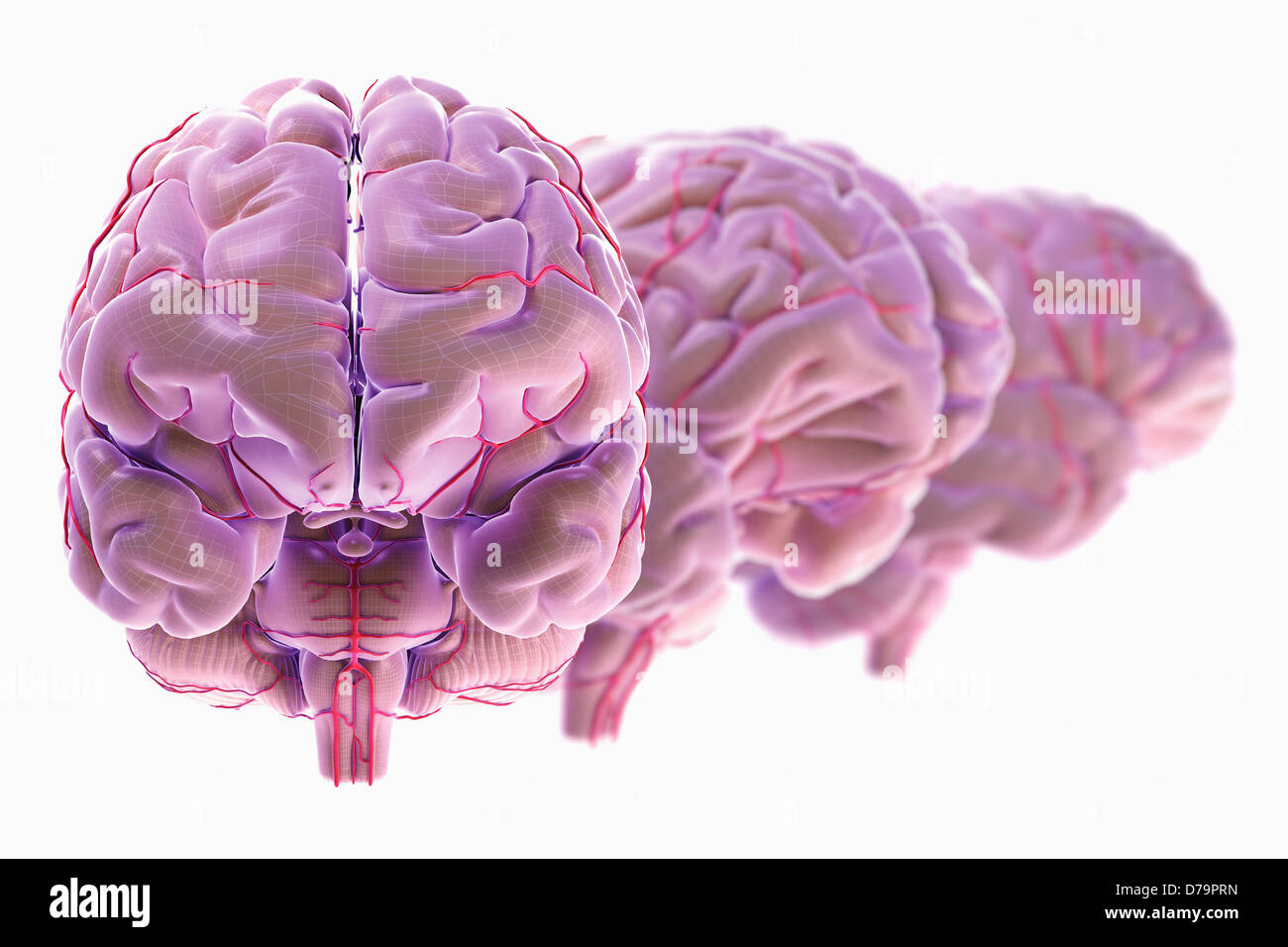 Wire frame human brain Cut Out Stock Images & Pictures - Alamy