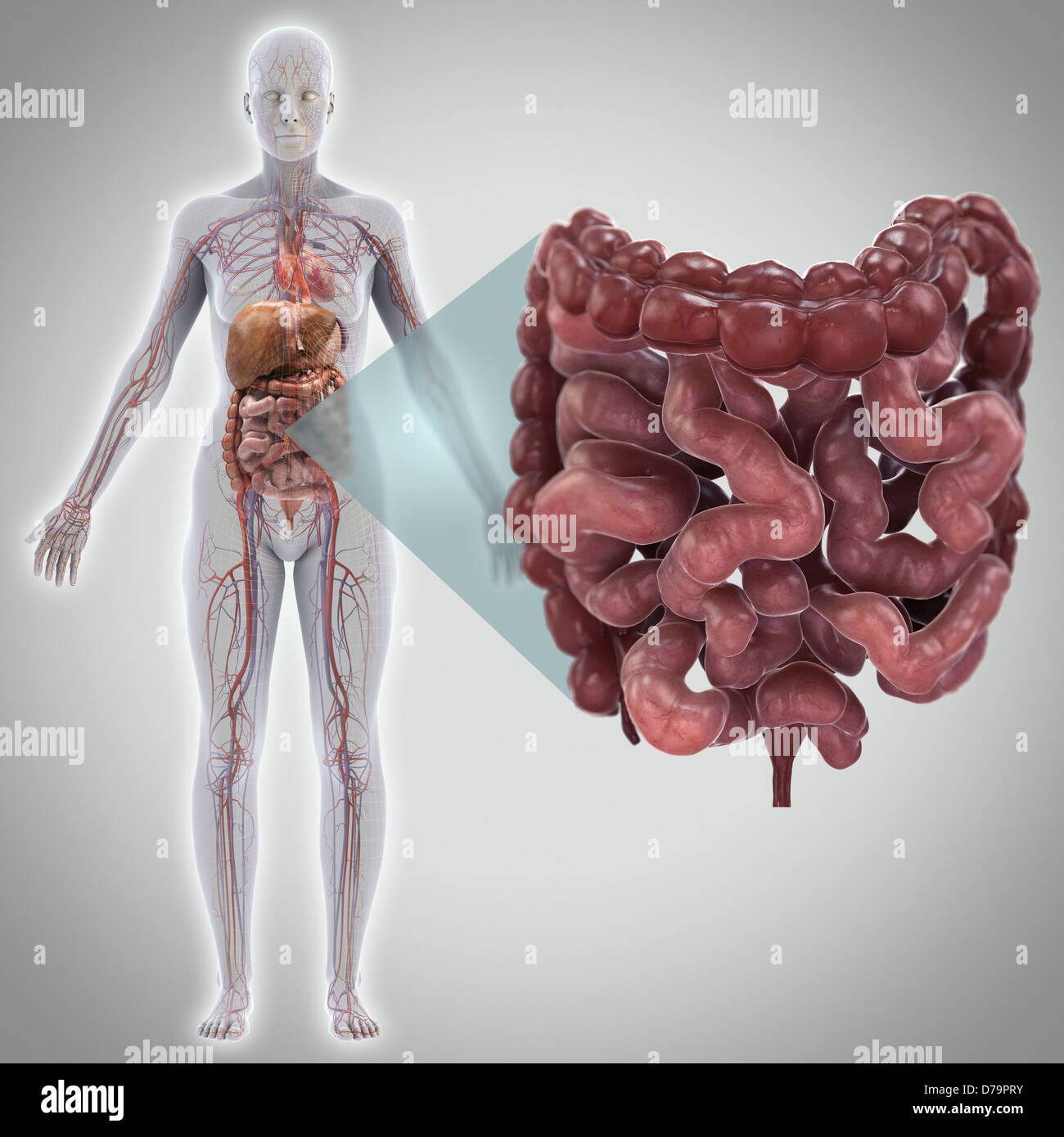 Small inset image hi-res stock photography and images - Alamy