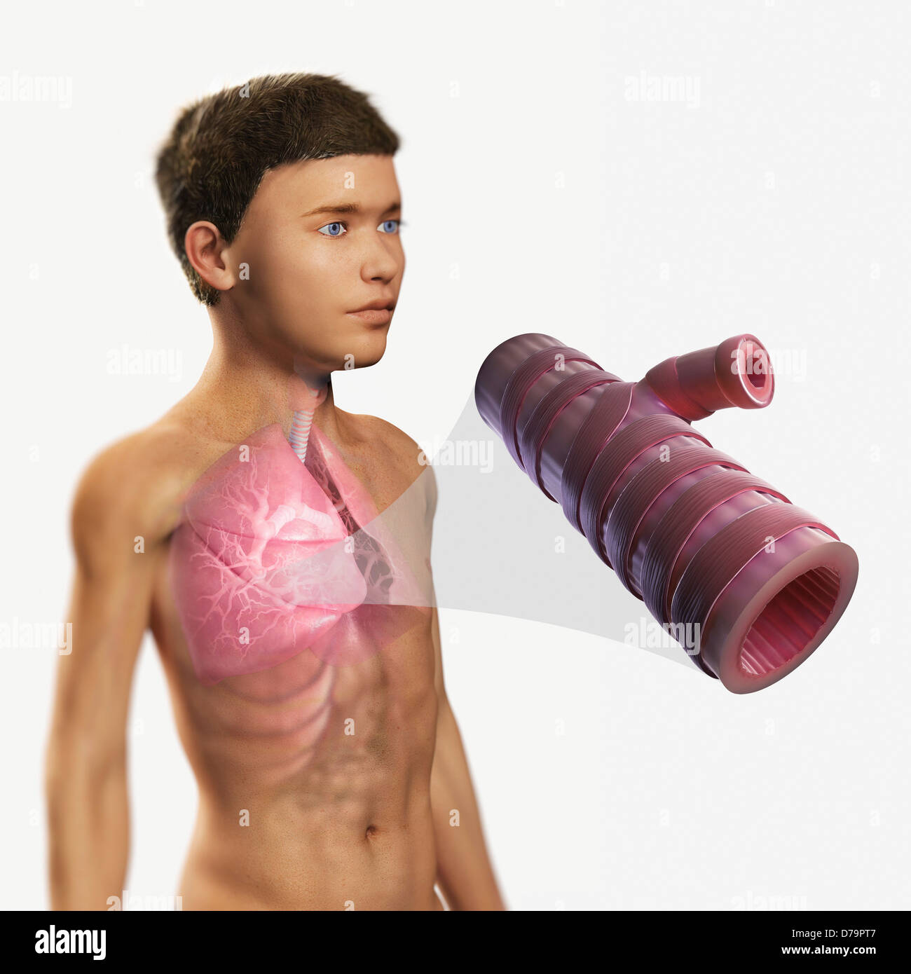 Airway anatomy hi-res stock photography and images - Alamy